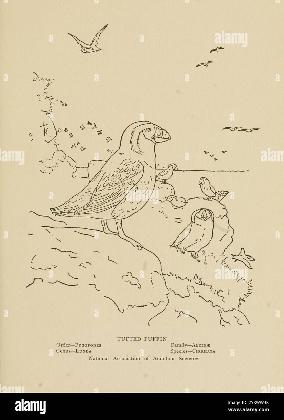 Alaskan, bird-life, as depicted by many writers. New York, National ...