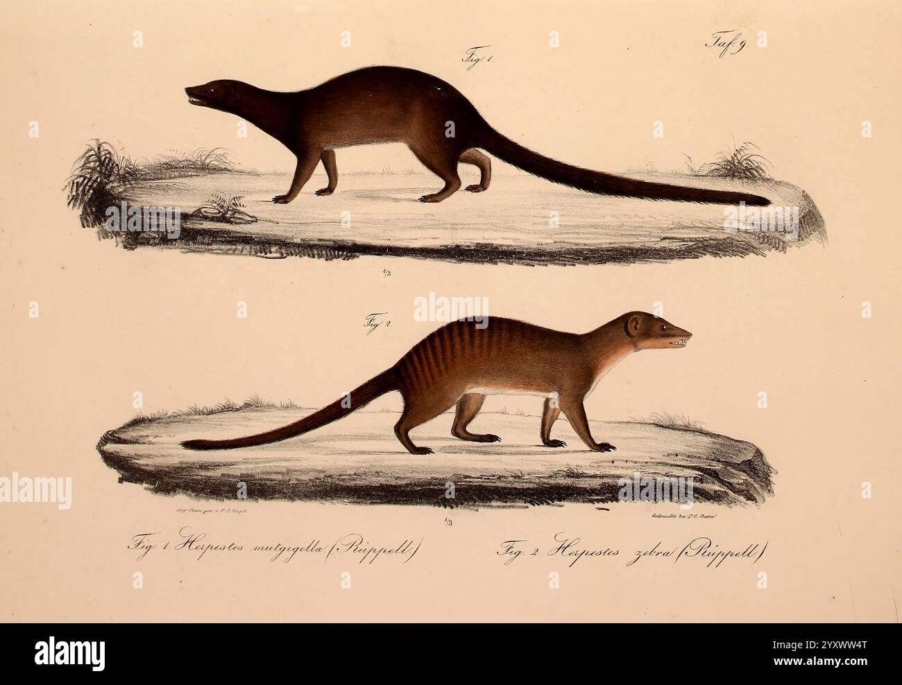 Showcasing distinct anatomical characteristics hi-res stock photography ...