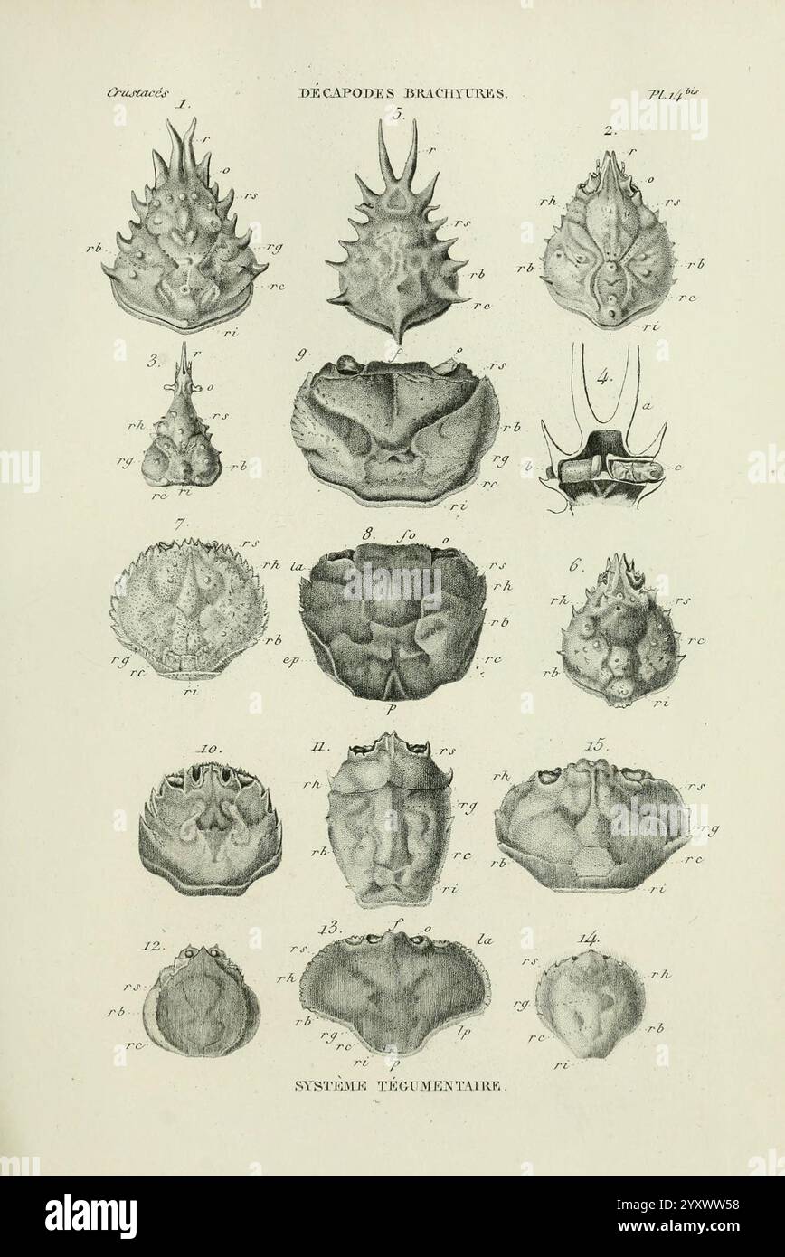 Broader classification of crustacea hi-res stock photography and images ...