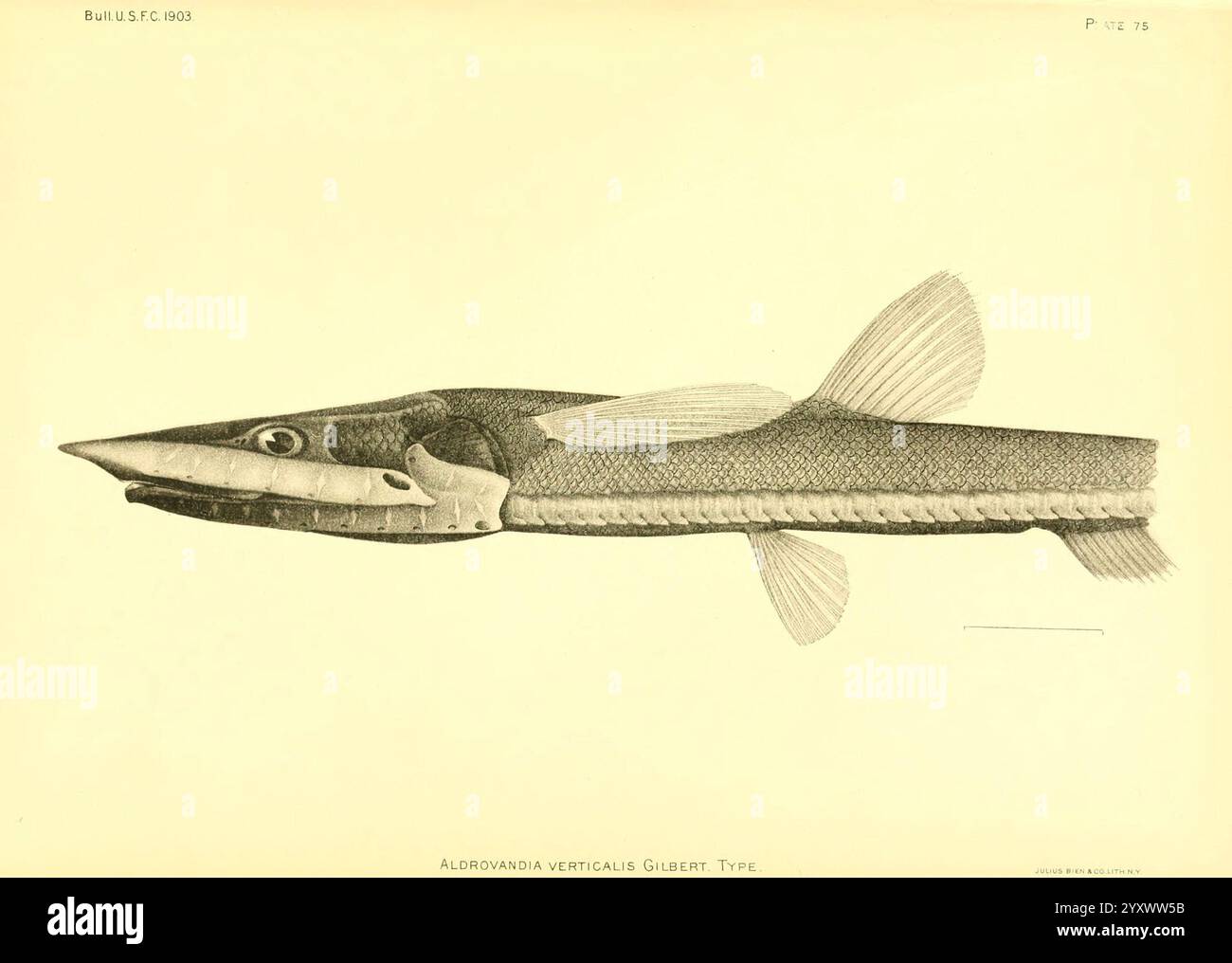 The deep-sea fishes, of the Hawaiian Islands, Washington, Govt. Print ...