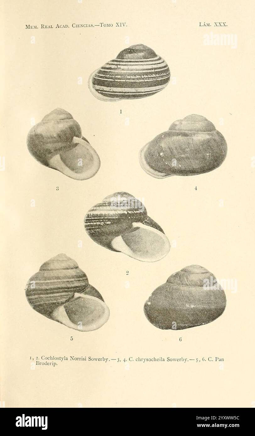 Turtle shaped sea snails hi-res stock photography and images - Alamy