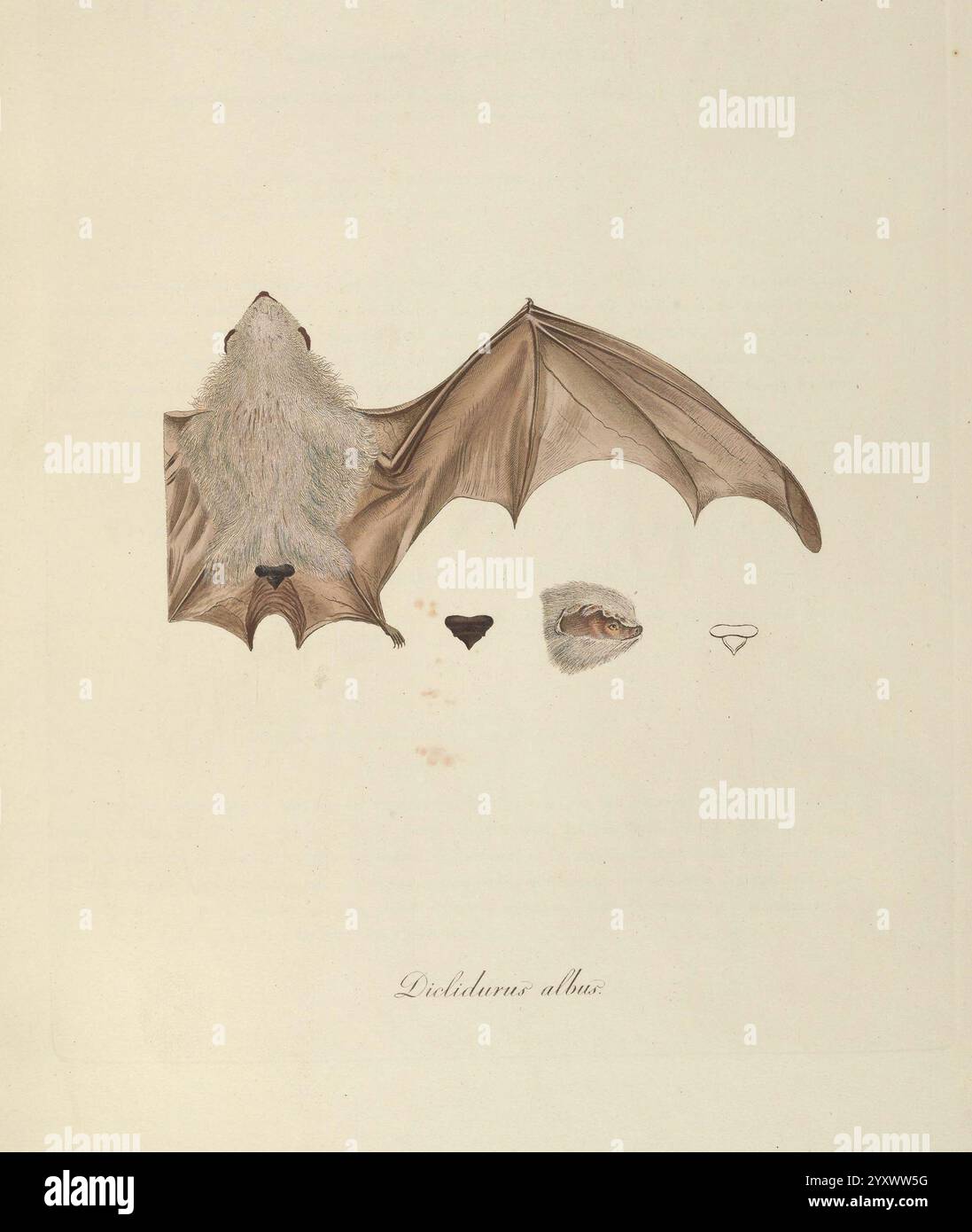 Bats distinctive anatomical features hi-res stock photography and ...