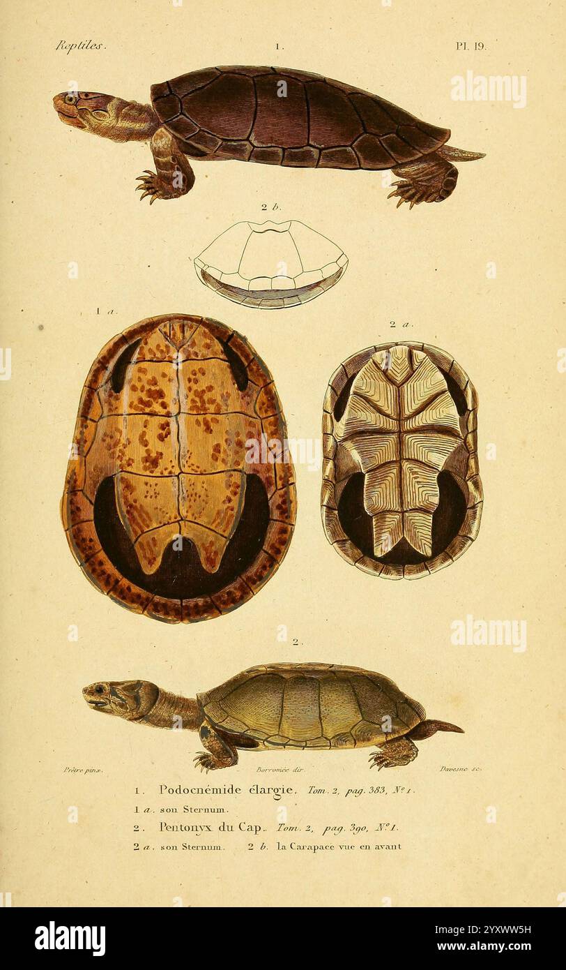 Turtle shell top view hi-res stock photography and images - Alamy