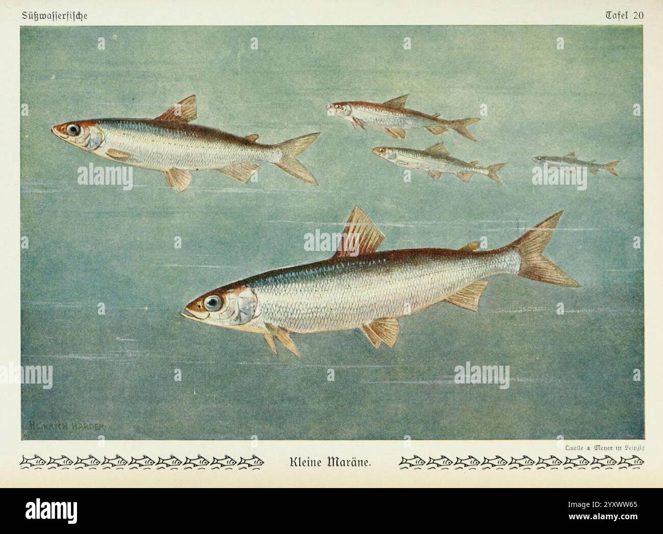 Several slender fish hi-res stock photography and images - Alamy