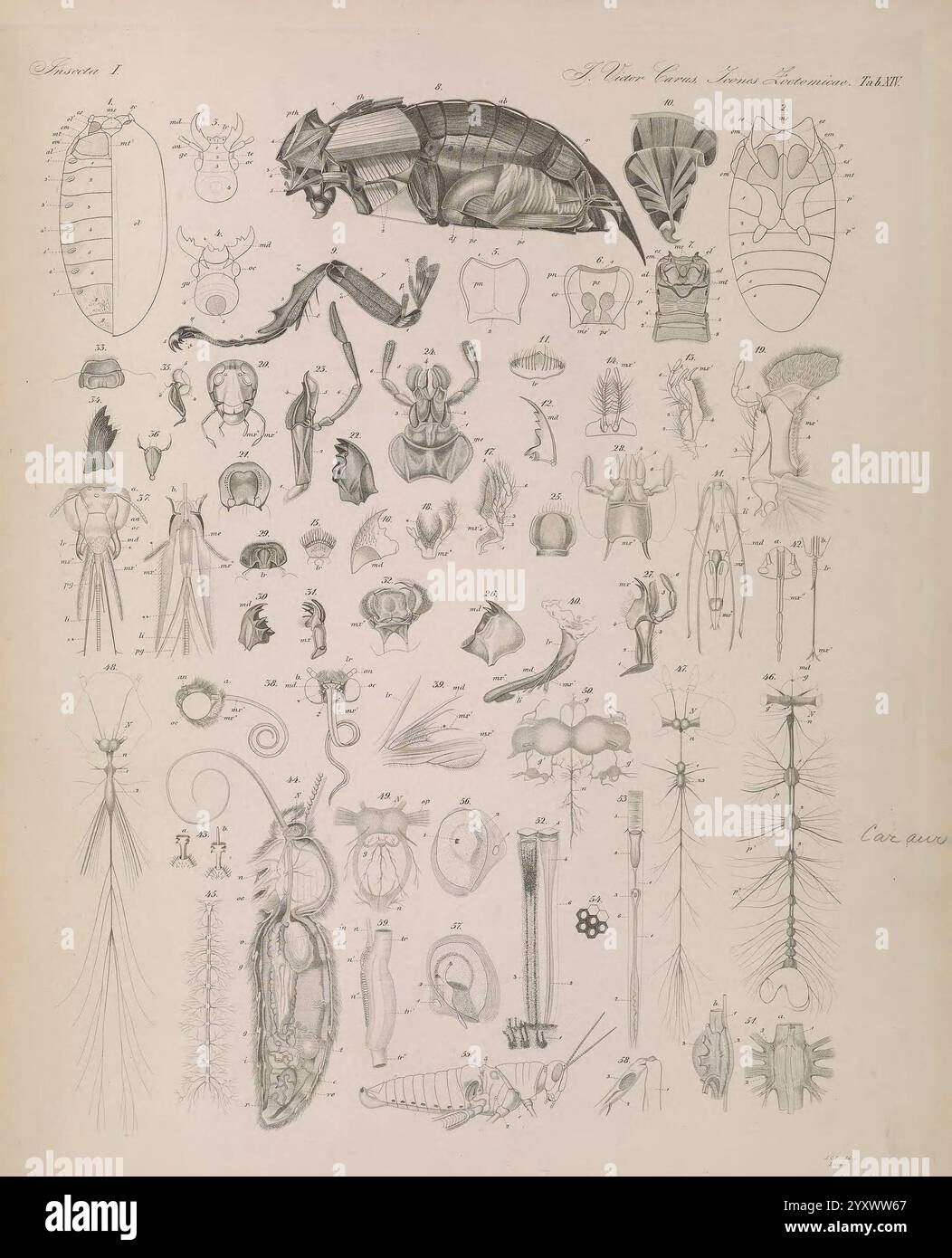 Anatomy of different insect species hi-res stock photography and images ...