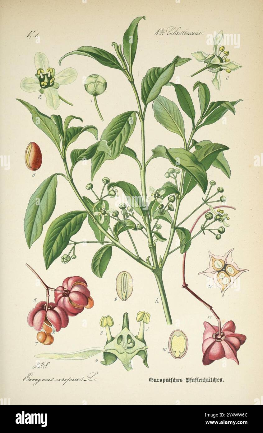 Capers unique morphology hi-res stock photography and images - Alamy