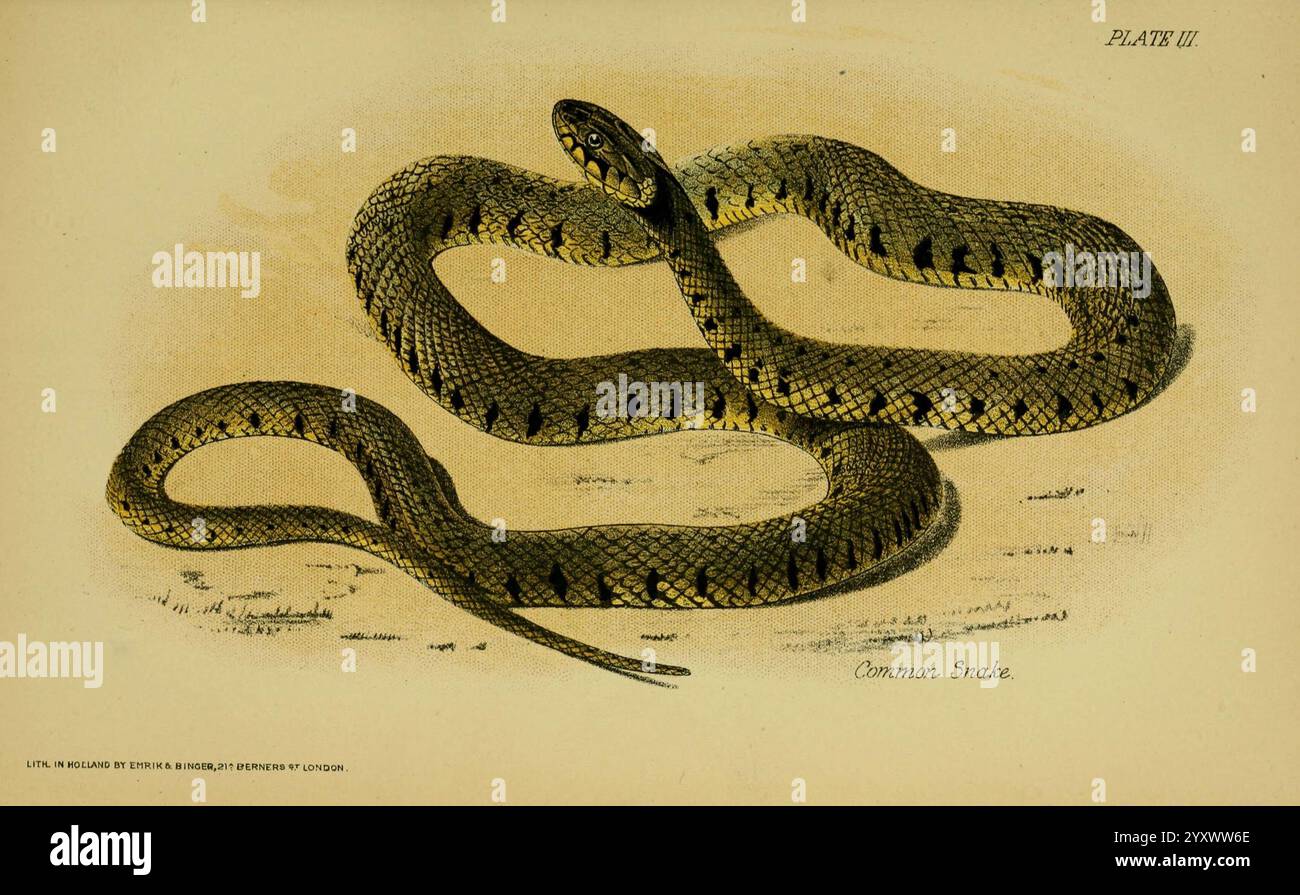 Our, reptiles, and, batrachians, London, W. H. Allen & Co, Limited ...