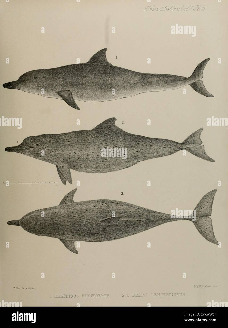 Transactions of the Zoological Society of London London Published for ...