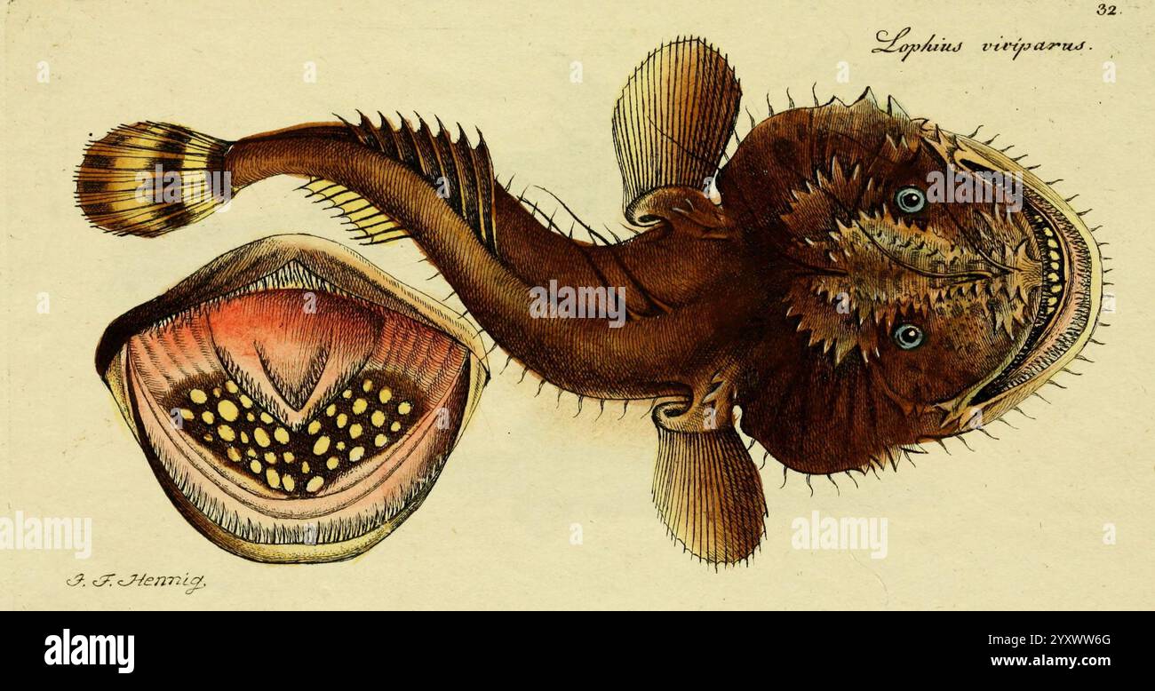 Blackmouth goosefish hi-res stock photography and images - Alamy