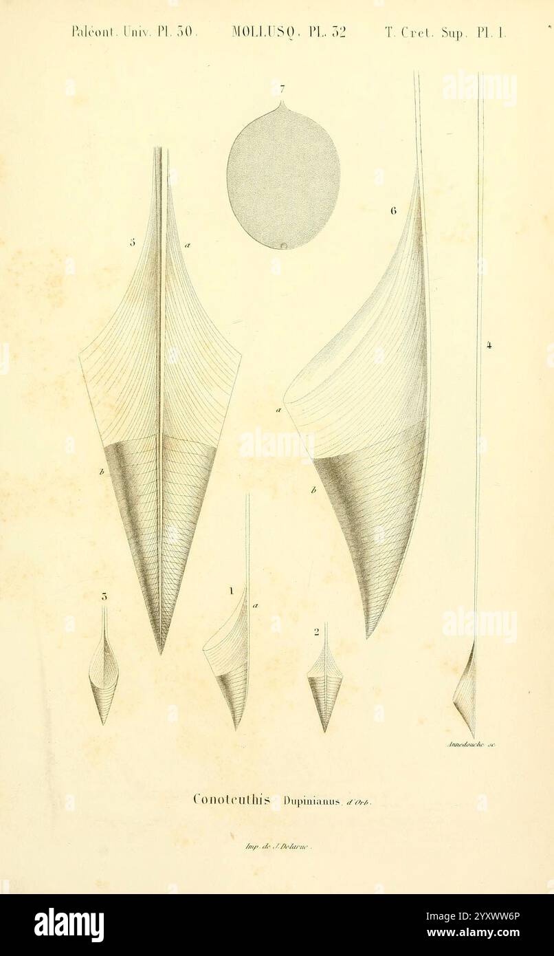 Labeled section highlights specific morphological features hi-res stock ...