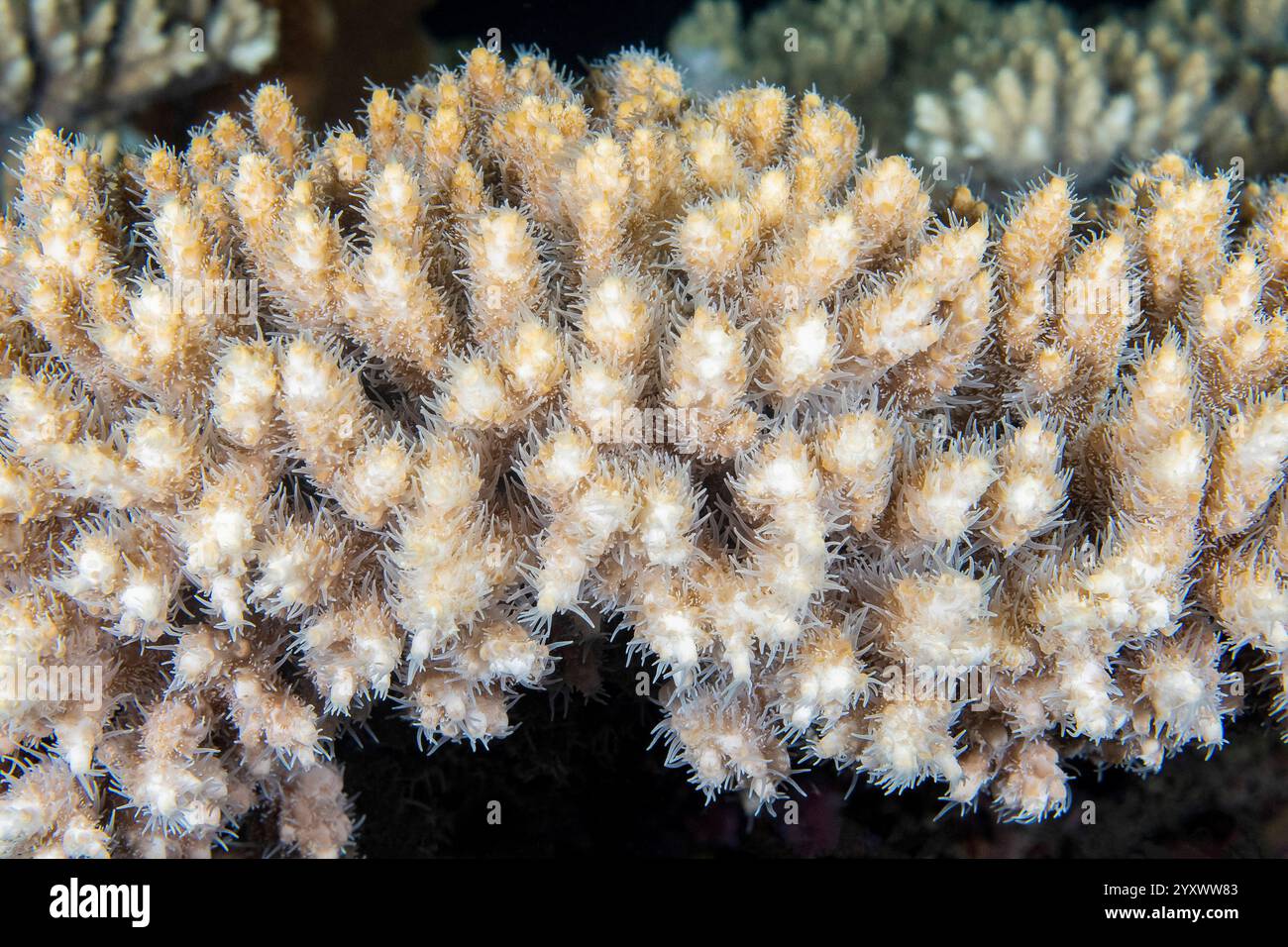Hard coral Galaxea sp, Polyps extended at night actively feeding, Port ...