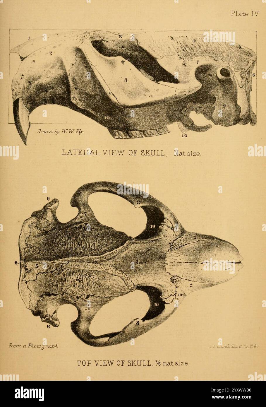 The American beaver, and his works, Philadelphia, J. B. Lippincott & Co ...