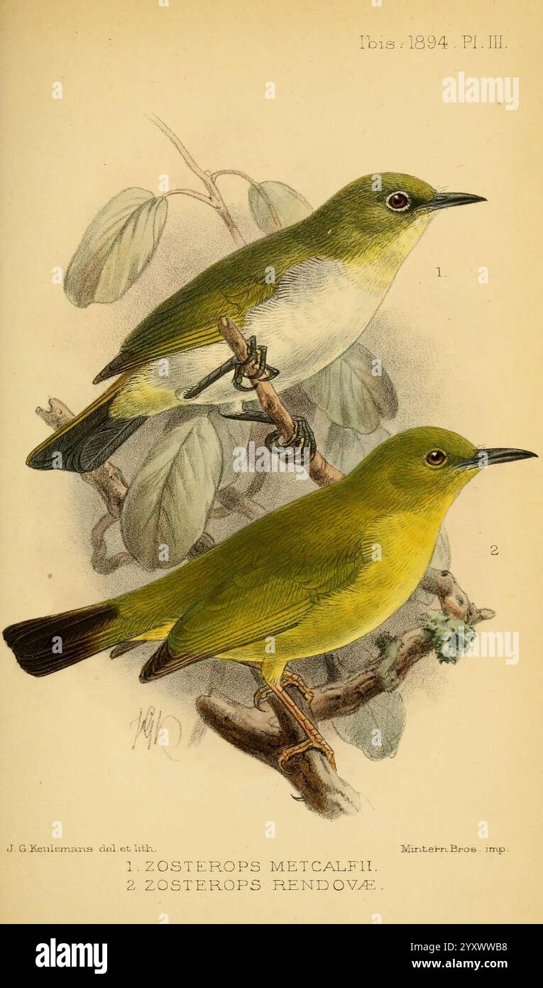 Visible identification number hi-res stock photography and images - Alamy