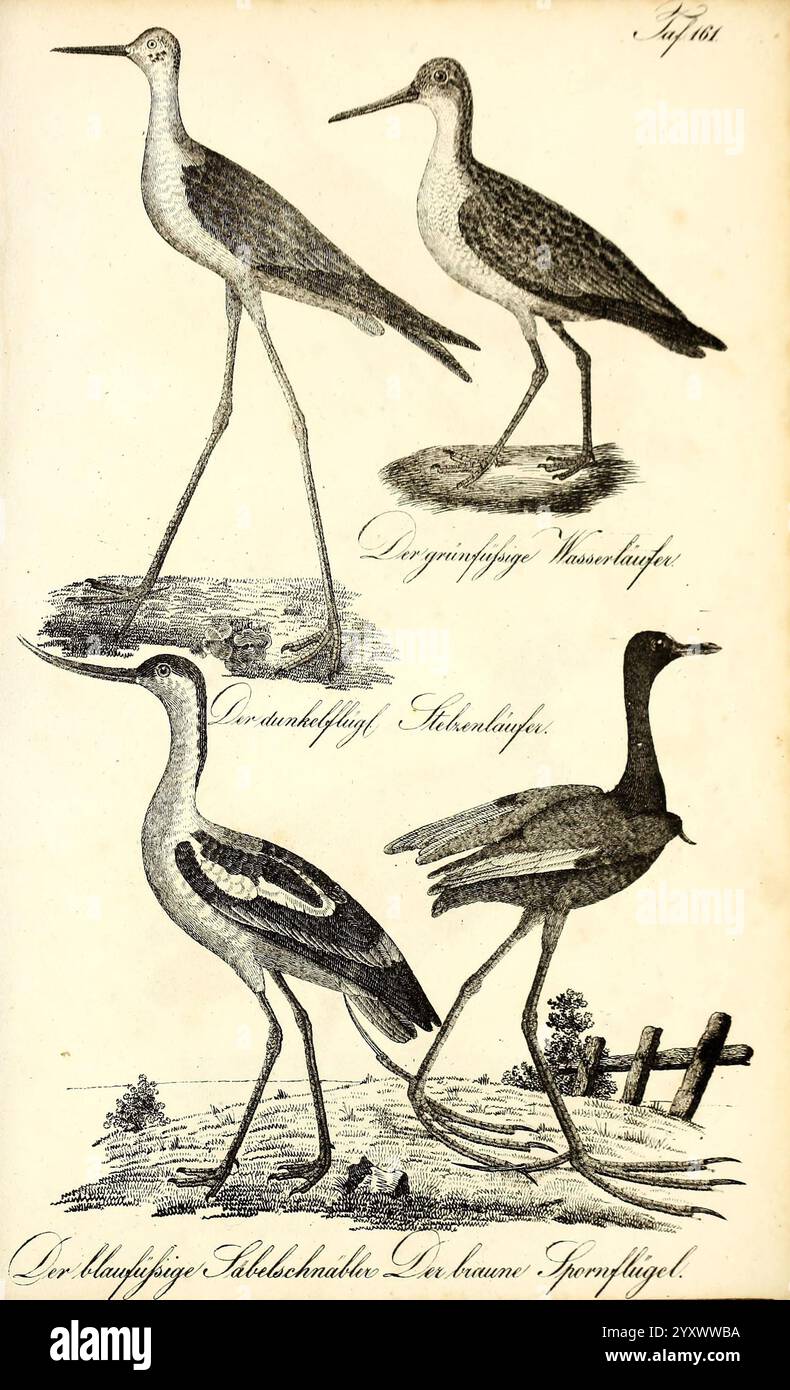 Slightly different head shape hi-res stock photography and images - Alamy