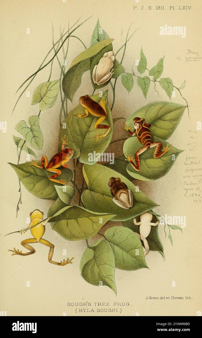 Proceedings of the Zoological Society of London, London, Academic Press ...