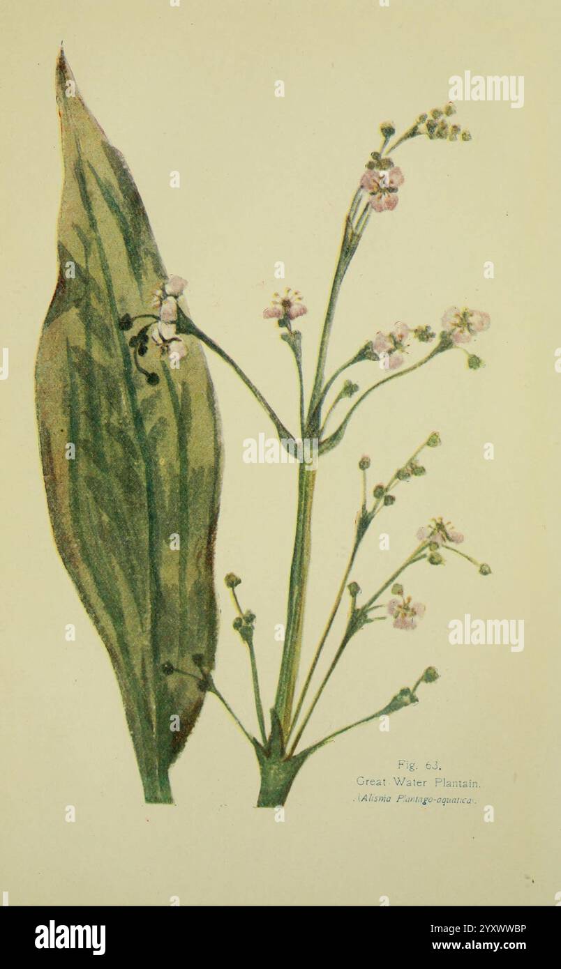 Flower flowers great water plantain alisma plantago aquatica hi-res ...