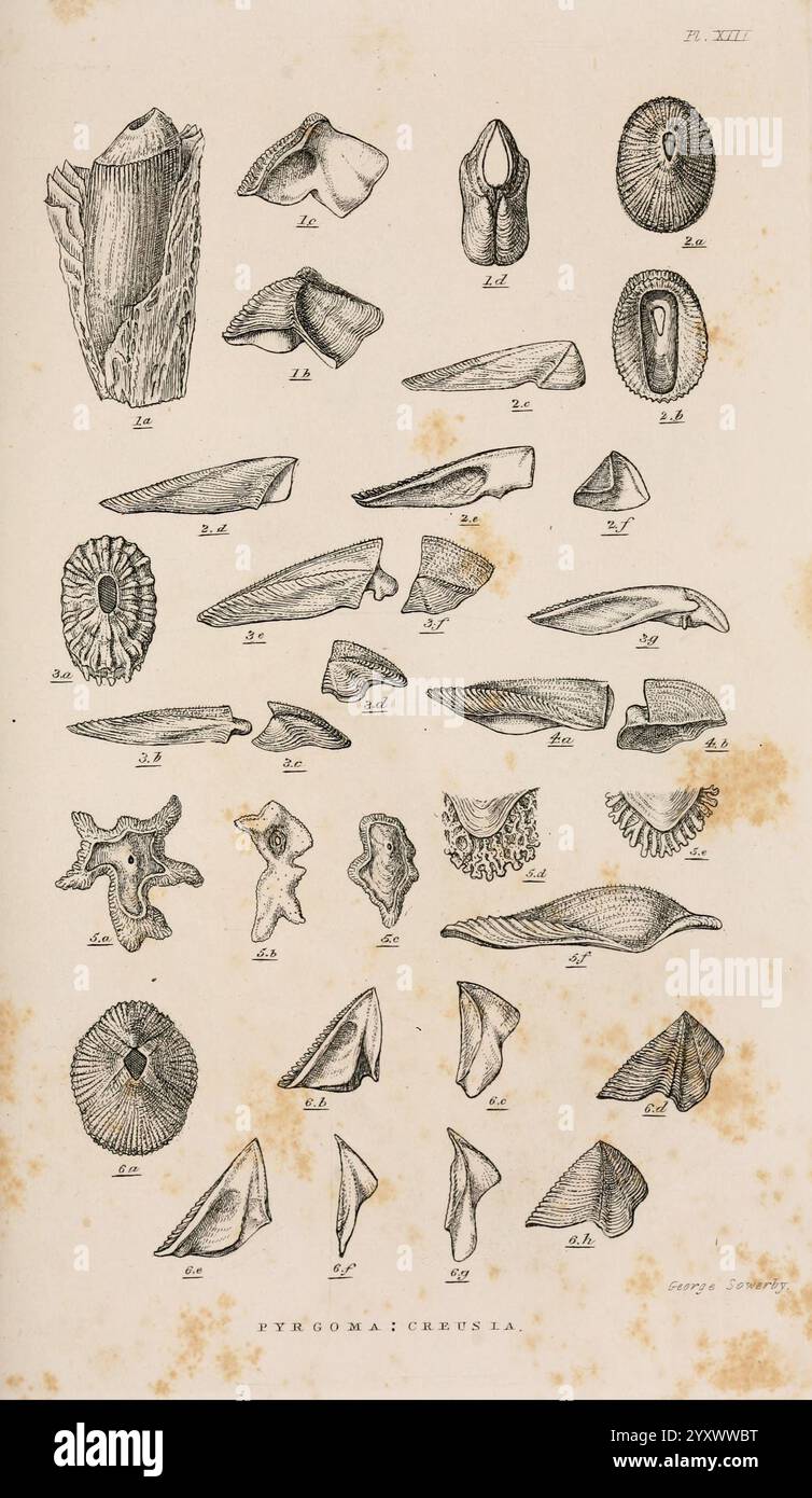 1851 54 barnacles cirripedia woods hole hi-res stock photography and ...