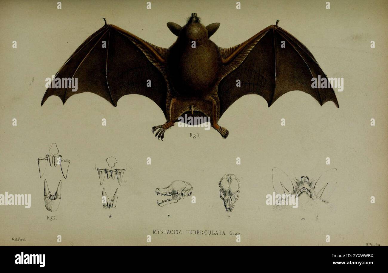 Several anatomical sketches hi-res stock photography and images - Alamy