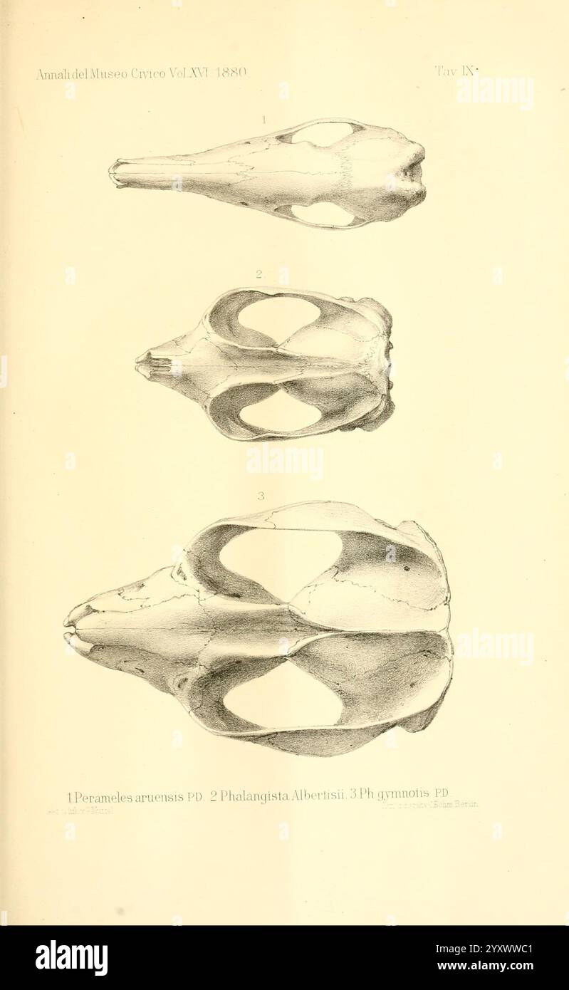 Perameles armiensis hi-res stock photography and images - Alamy