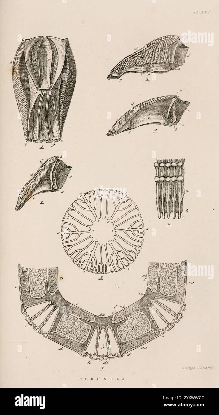 Top section displays three distinct shell forms hi-res stock ...