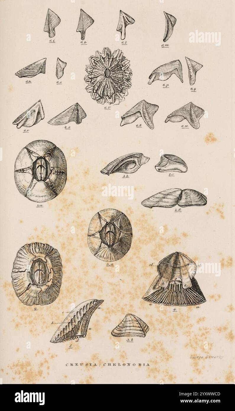Distinctive circular specimen hi-res stock photography and images - Alamy