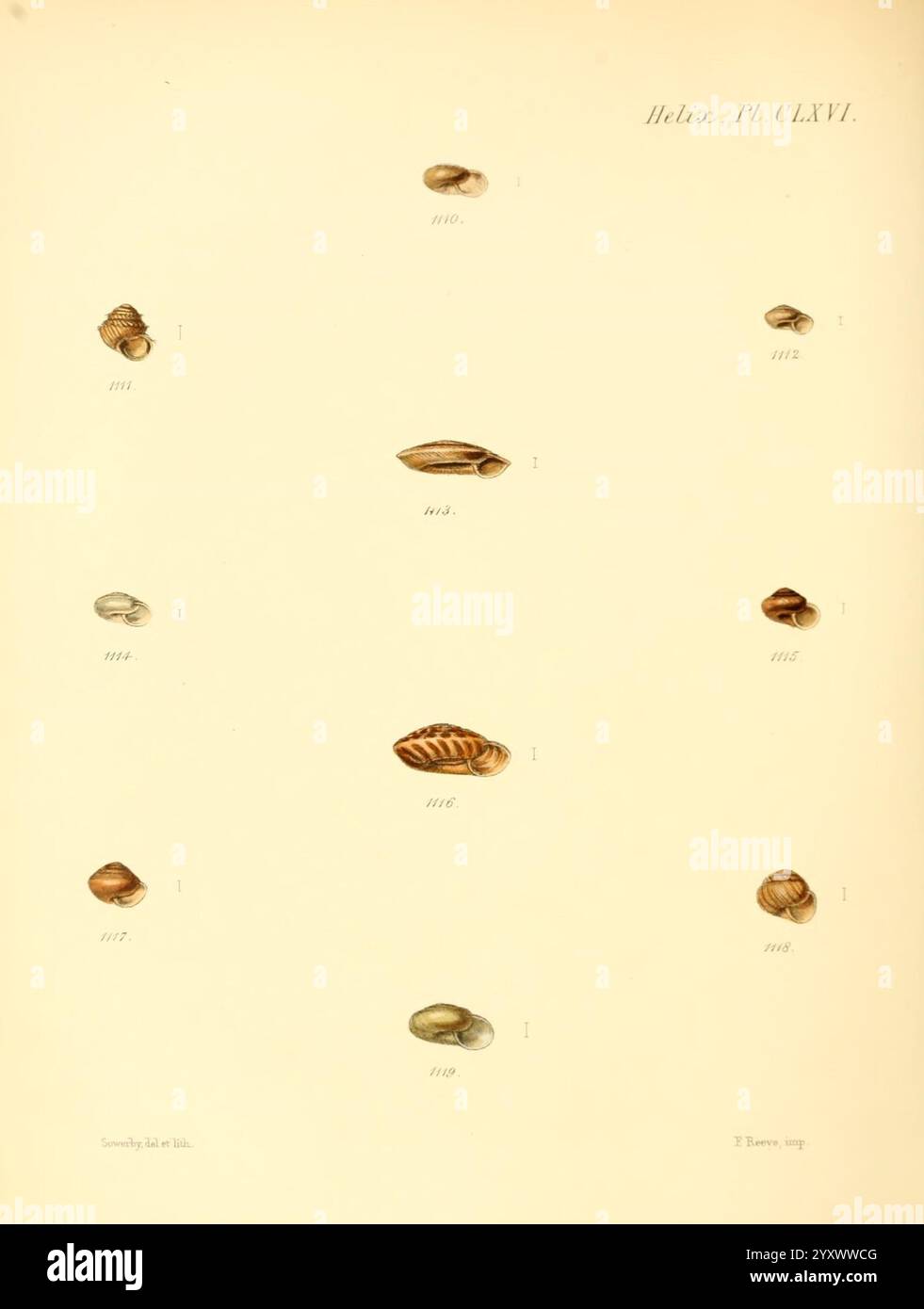 Top section features three shells hi-res stock photography and images ...