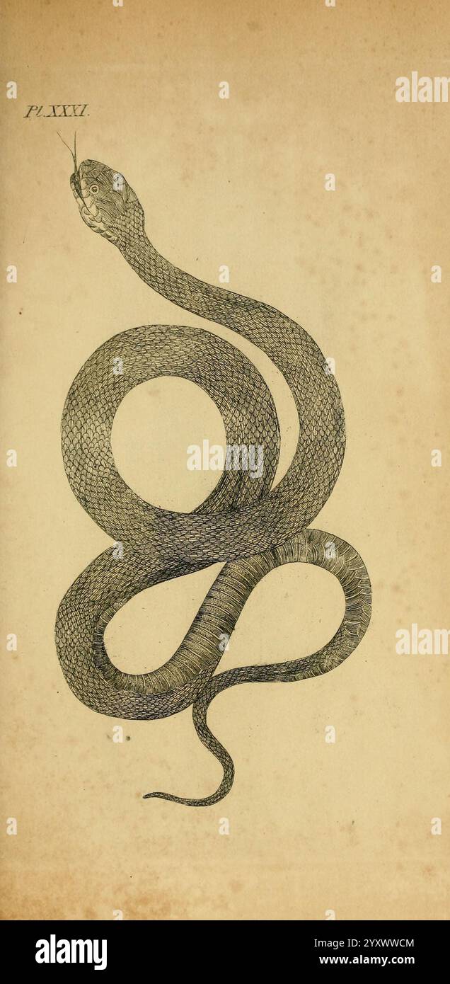 Icones Amphibiorum, Hafniae, C. Steen, 1835, amphibians, reptiles ...