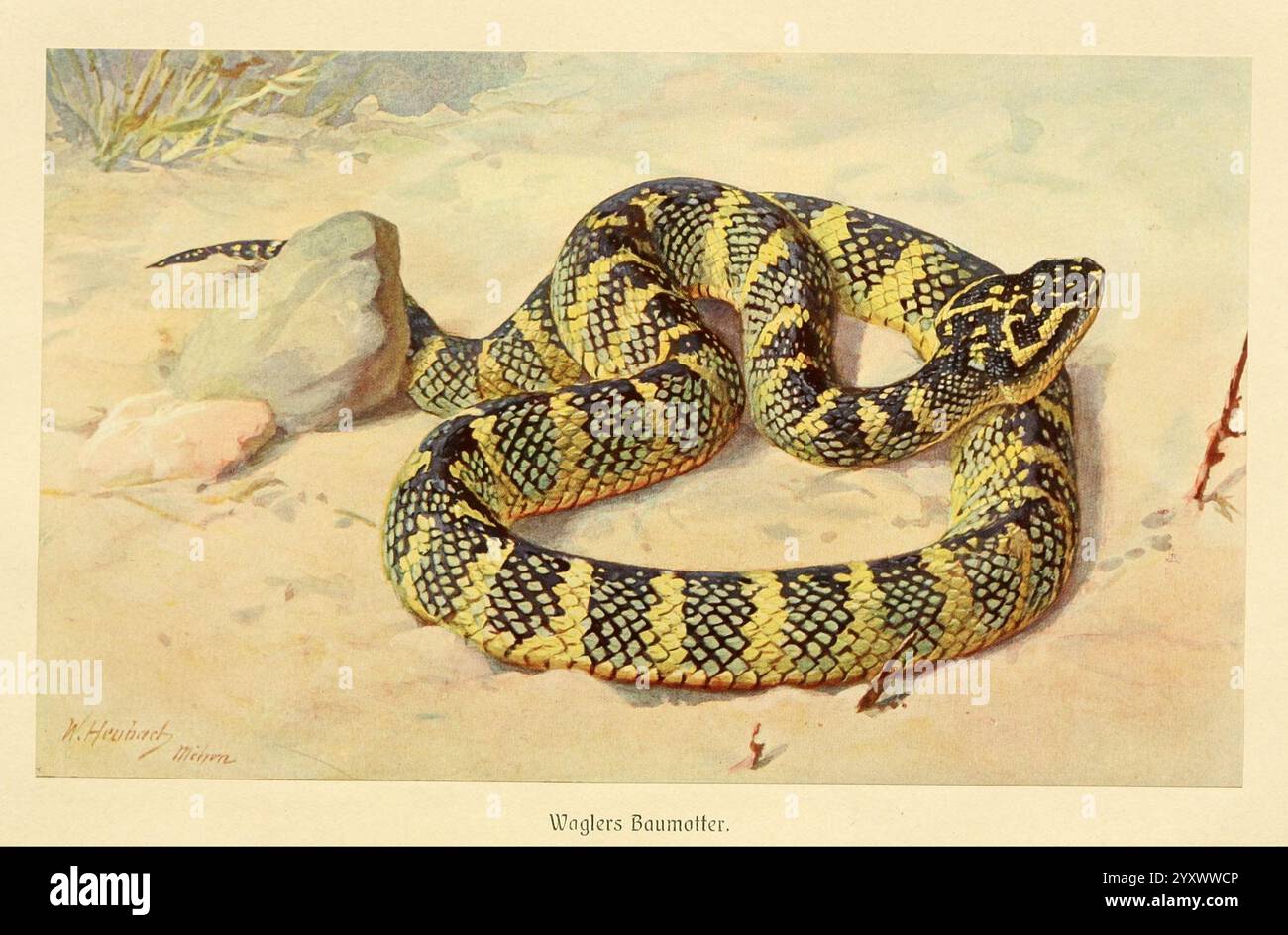 Snake blends harmoniously hi-res stock photography and images - Alamy