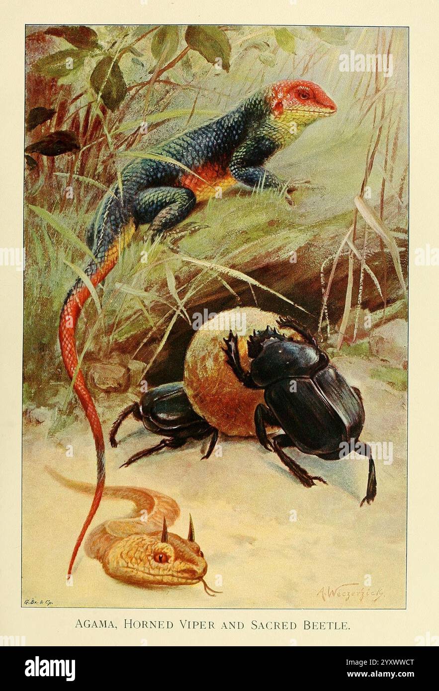 Wild life of the world, London, F. Warne and co, 1916, zoology, agama ...