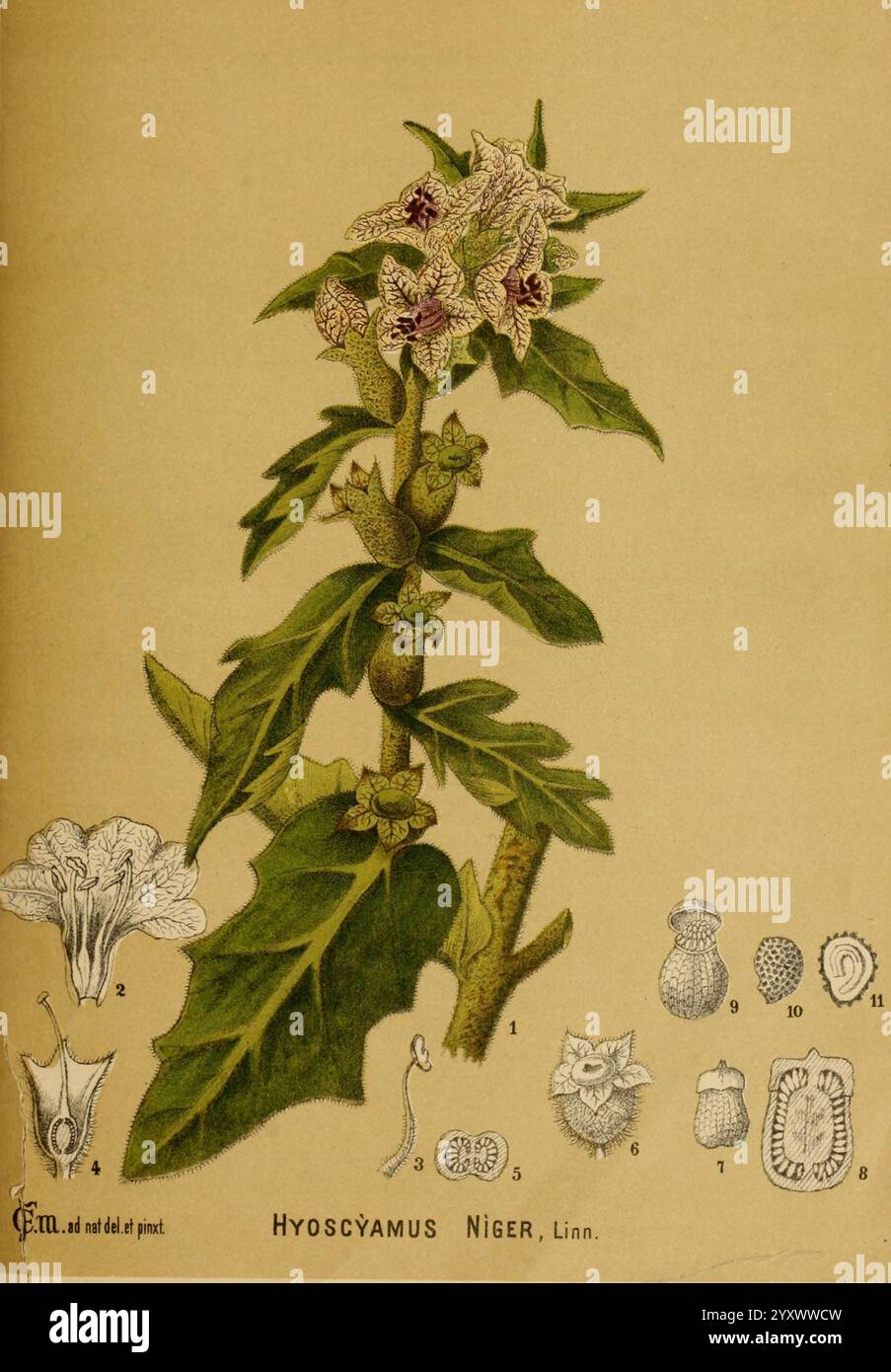 American Medicinal Plants New York,Boericke & Tafel c1887 botany ...