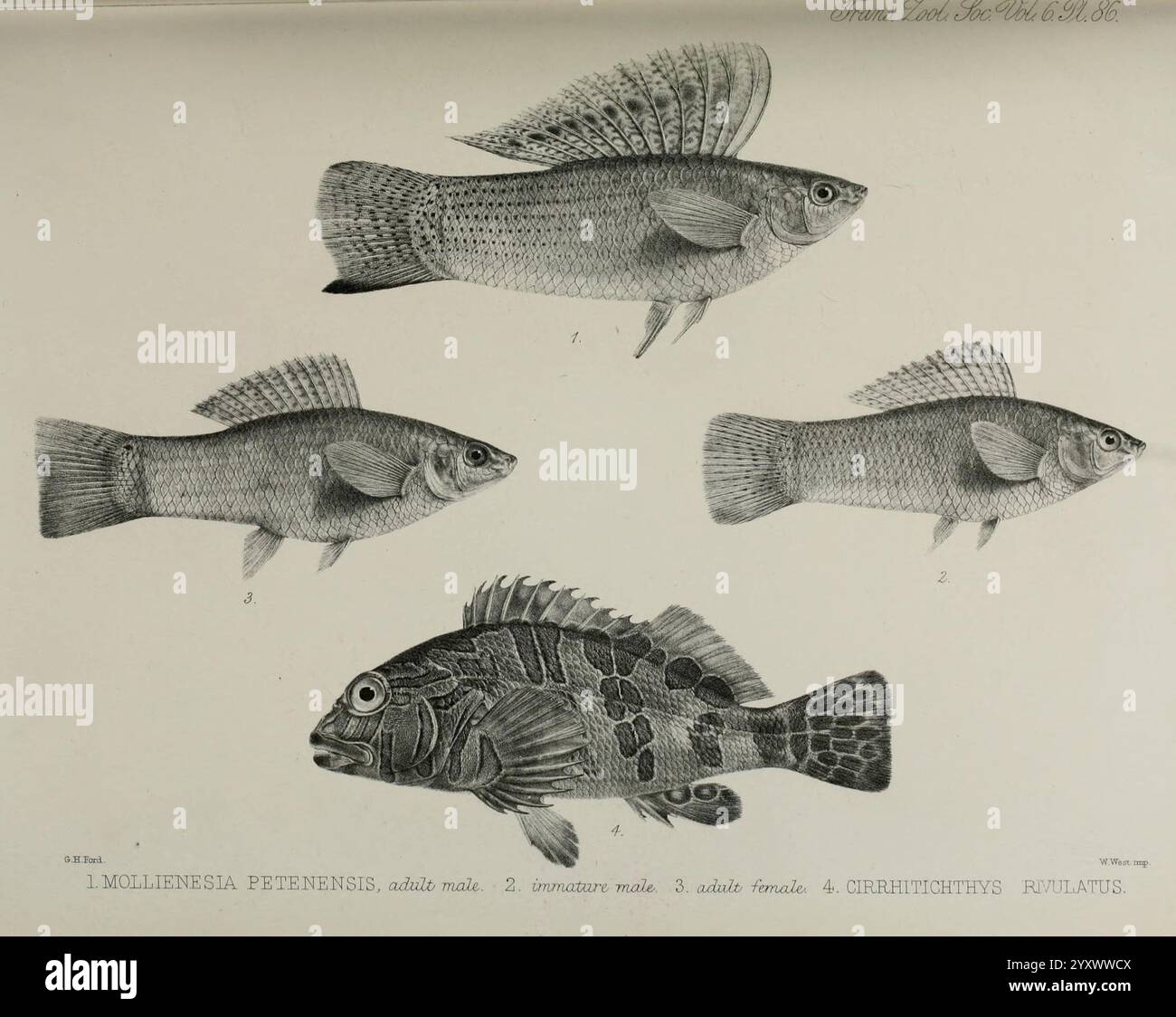 Fourth species stands hi-res stock photography and images - Alamy