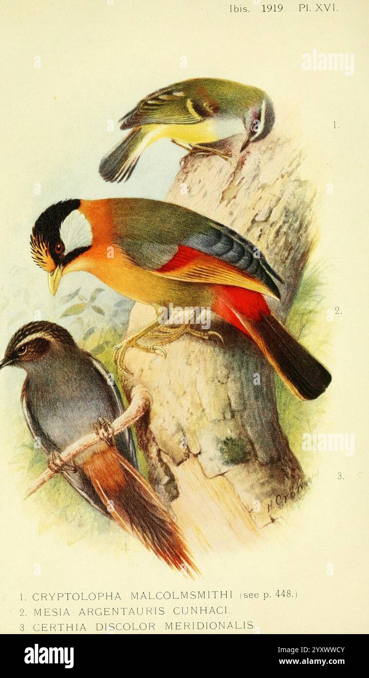 Integrating earthy tones hi-res stock photography and images - Alamy