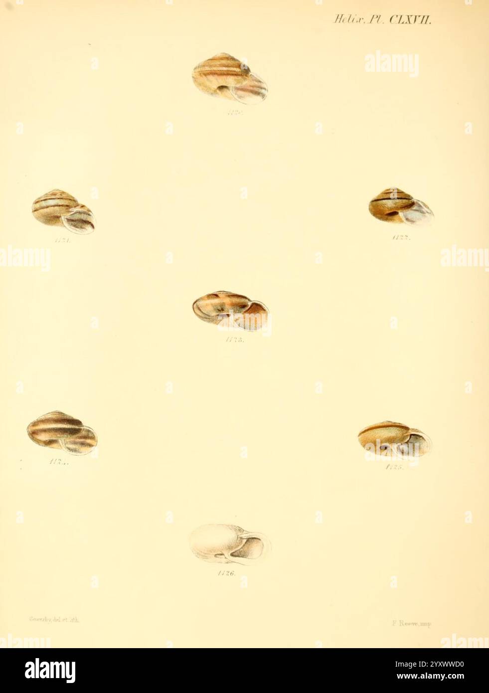 Row features several specimens labeled hi-res stock photography and ...