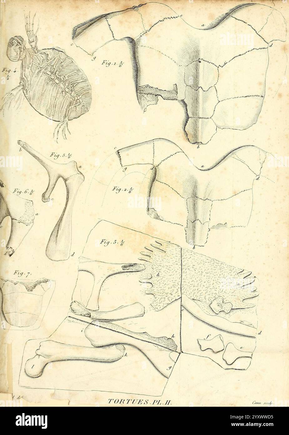Studying turtle anatomy hi-res stock photography and images - Alamy