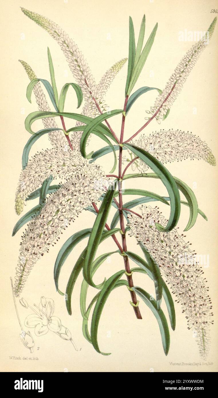 Trinomial veronica parviflora angustifolia hi-res stock photography and ...