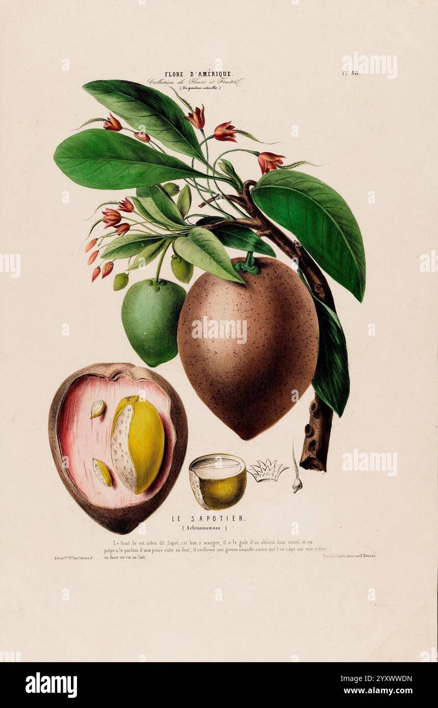 Flore d'Amérique, Paris, Gihaut 1843-1846, America, pictorial works ...