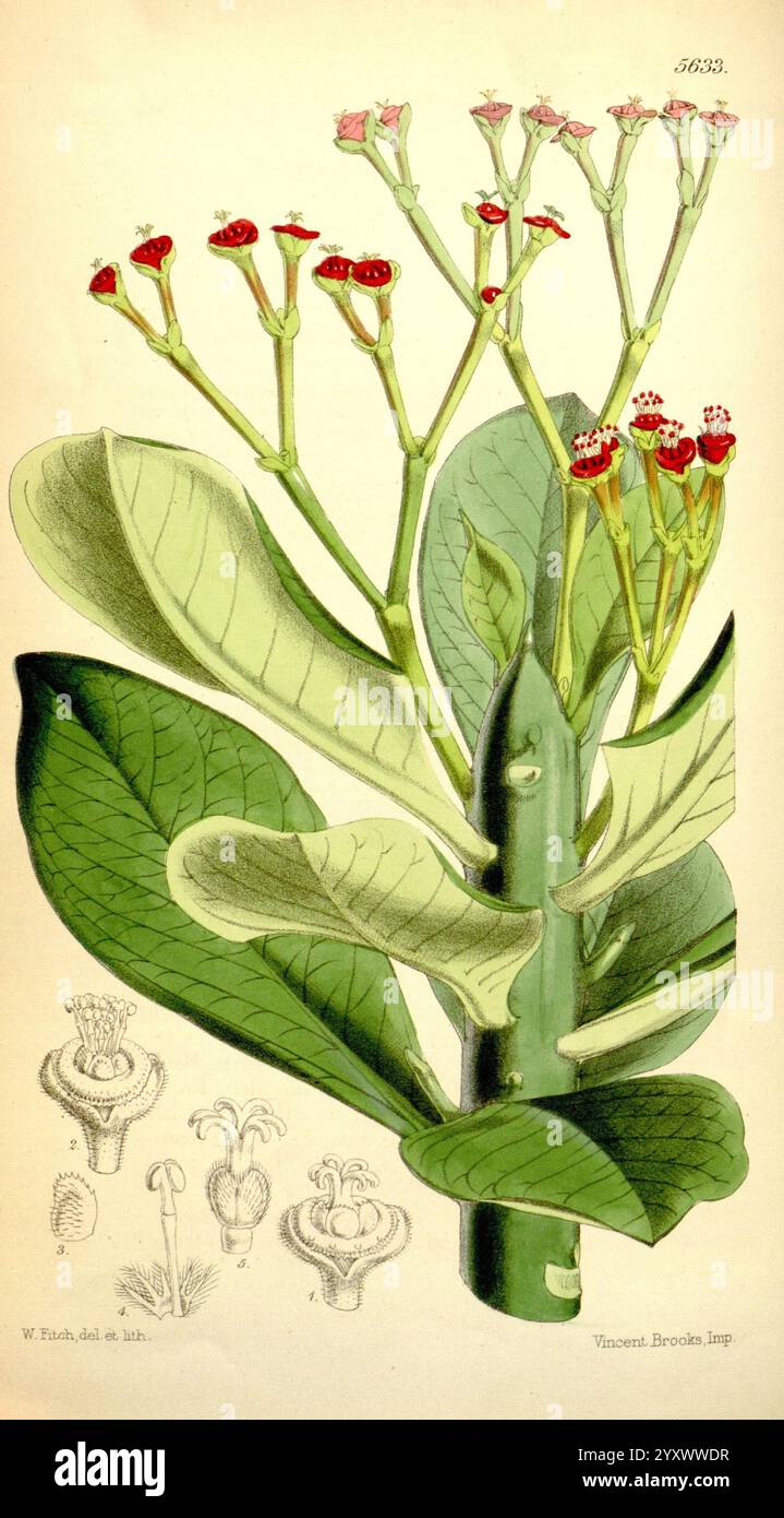 Curtis's Botanical Magazine, London, New York, botanical illustration ...