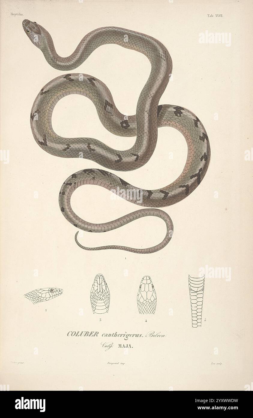 Historia fisica, politica y natural de la isla de Cuba. Paris, A ...