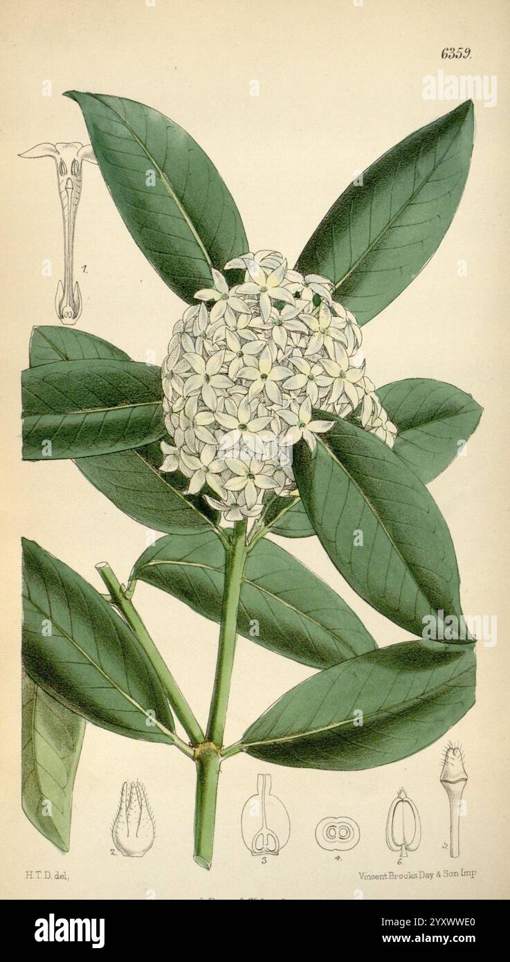 Curtis's Botanical Magazine, London, New York, botanical illustration ...