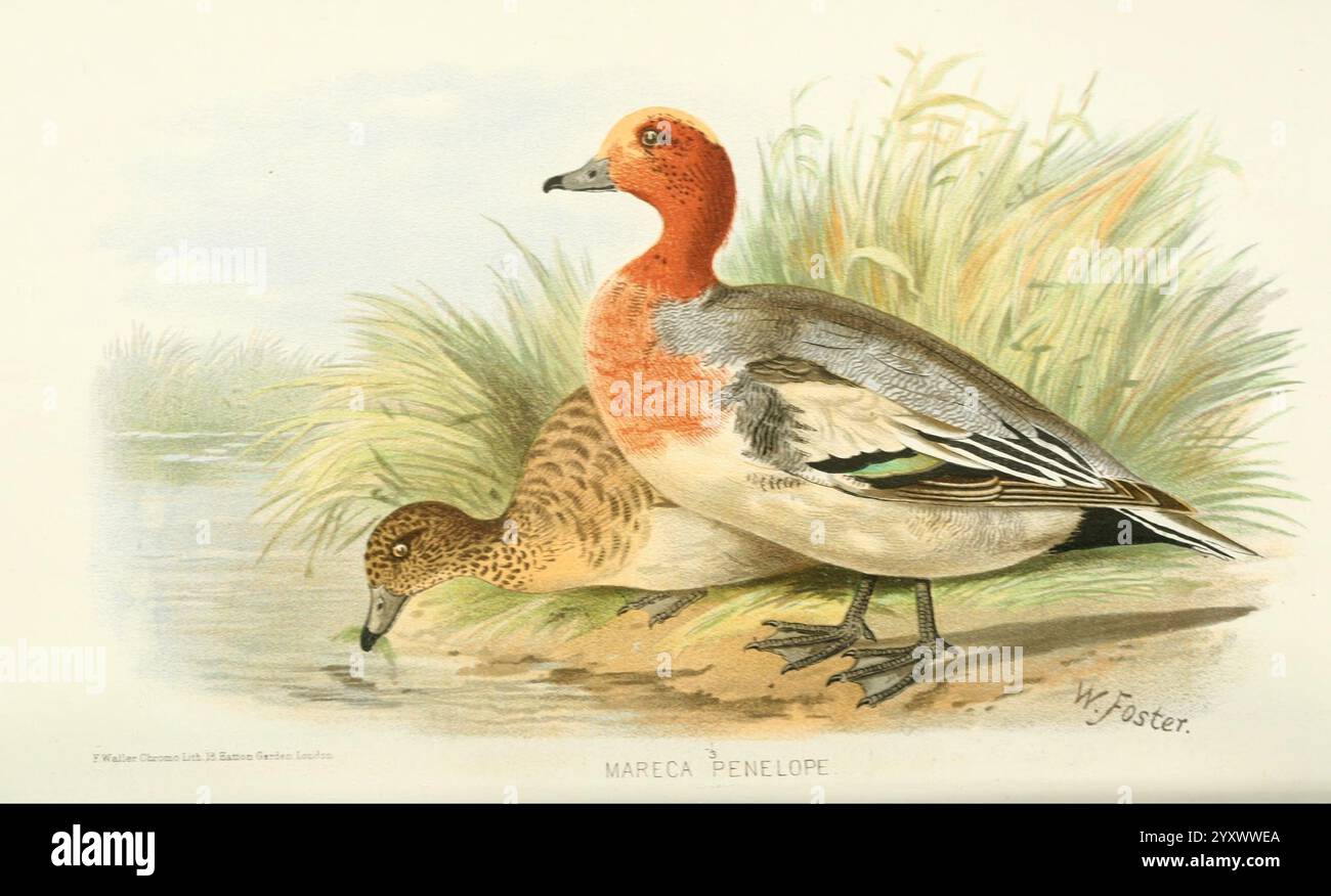 Indian, sporting, birds, London, Francis, Edwards, 1915, birds, game ...