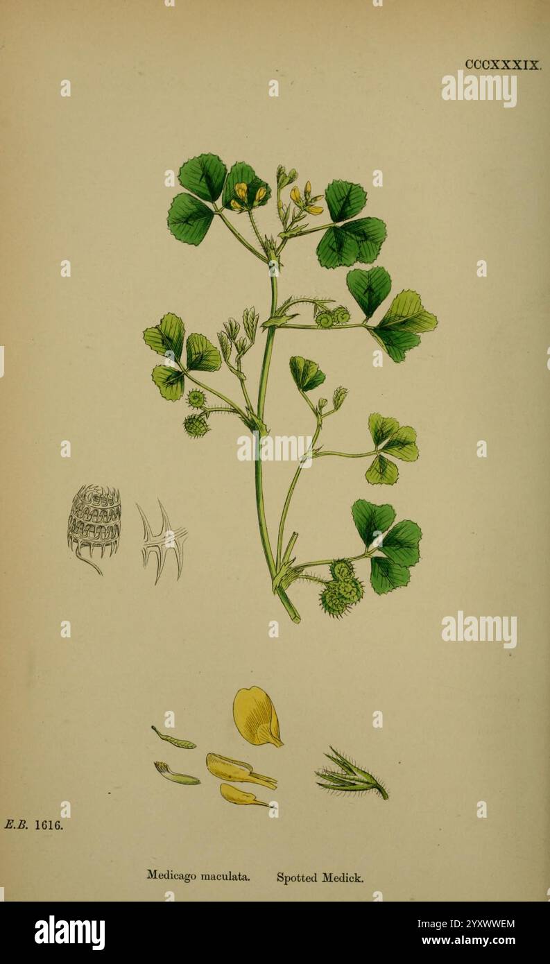 English, botany, Coloured figures of British plants, London, R ...