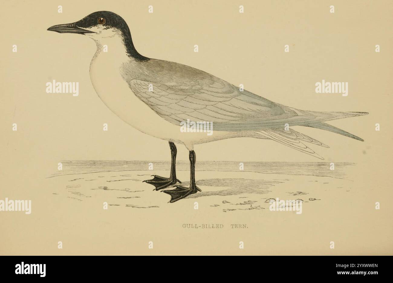 A history of British birds,1863-1866?, birds, Great Britain, bird, A ...