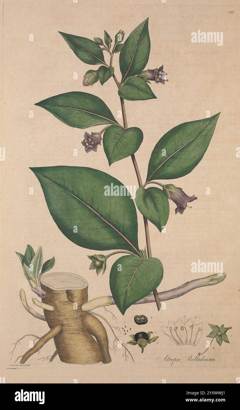 Flora Londinensis, or Plates and descriptions of such plants as grow ...