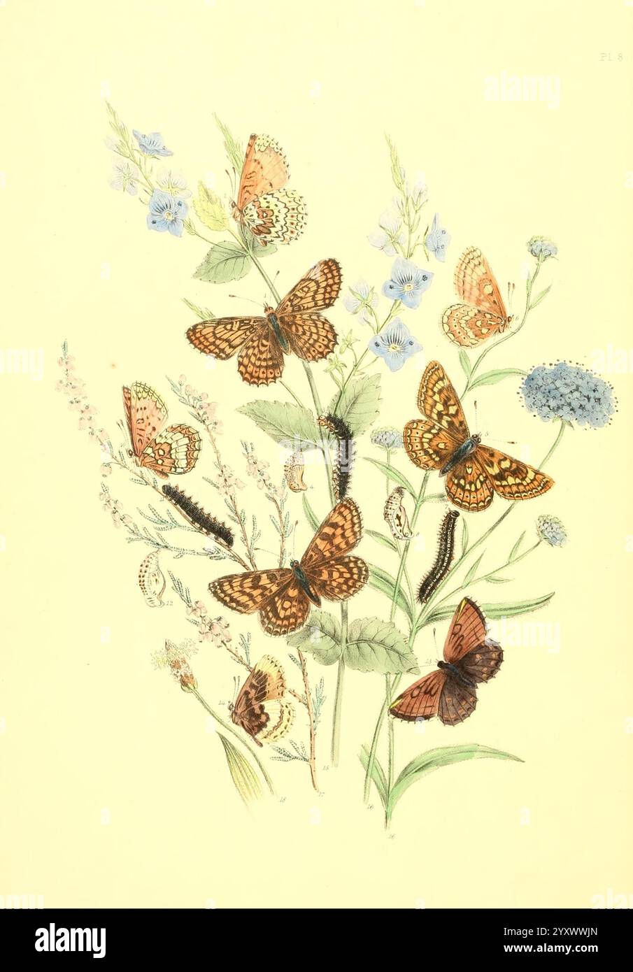 British butterflies and their transformations, London, William Smith ...