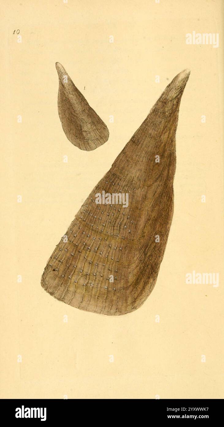 Illustration showcases two distinct shells hi-res stock photography and ...