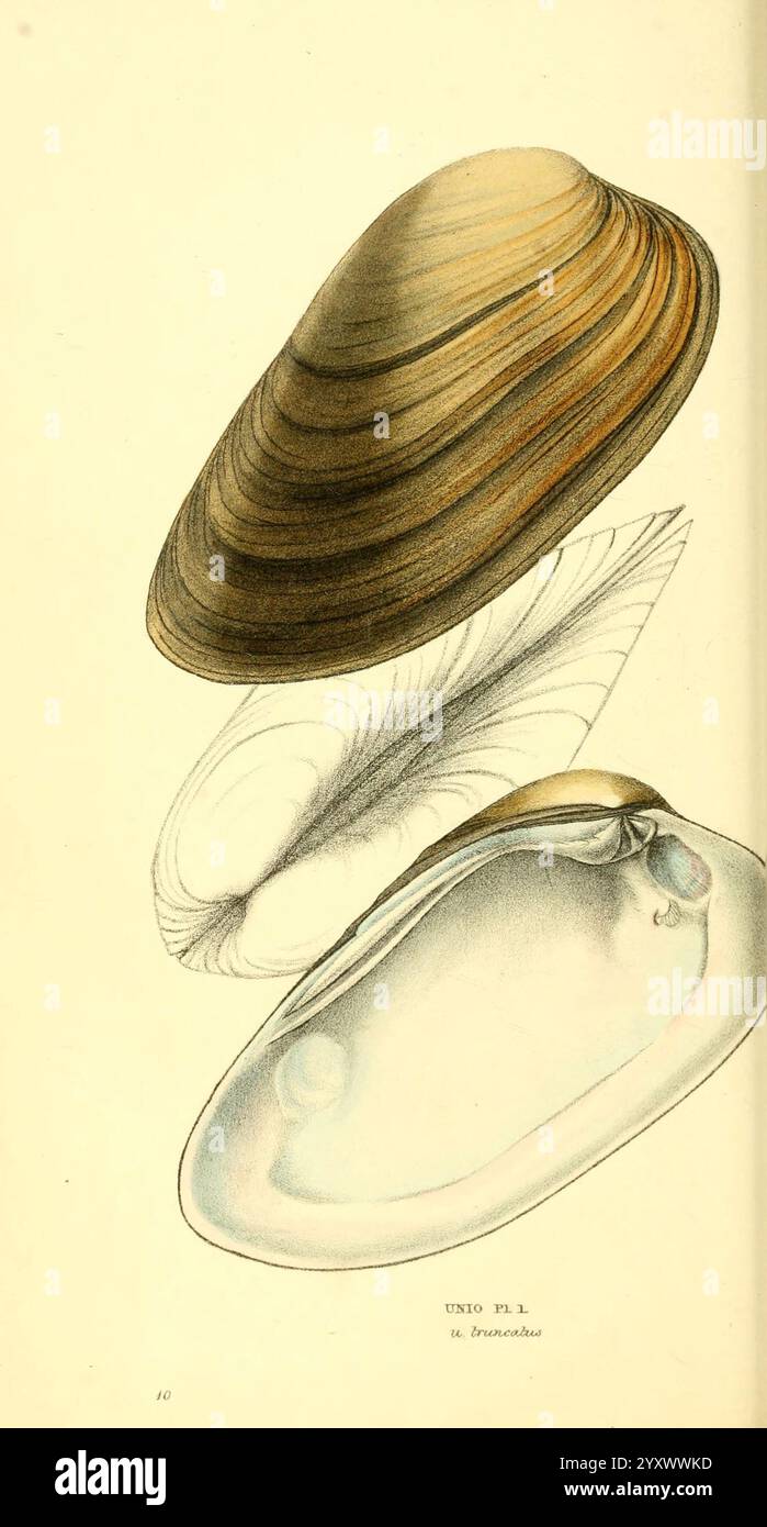 Cross section highlights hi-res stock photography and images - Alamy