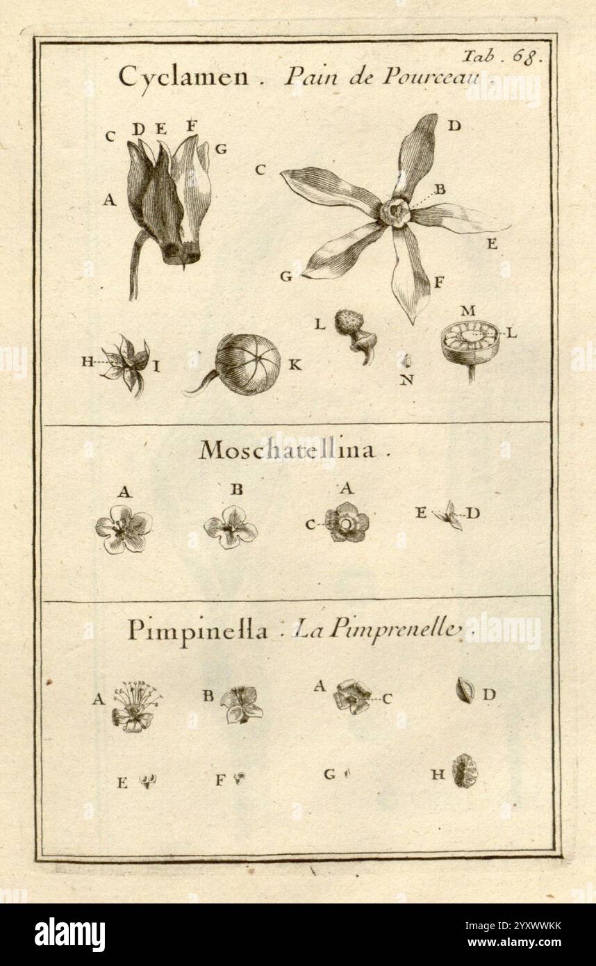 Joseph Pitton de Tournefort, Institutiones rei herbariae, Parisiis, E ...