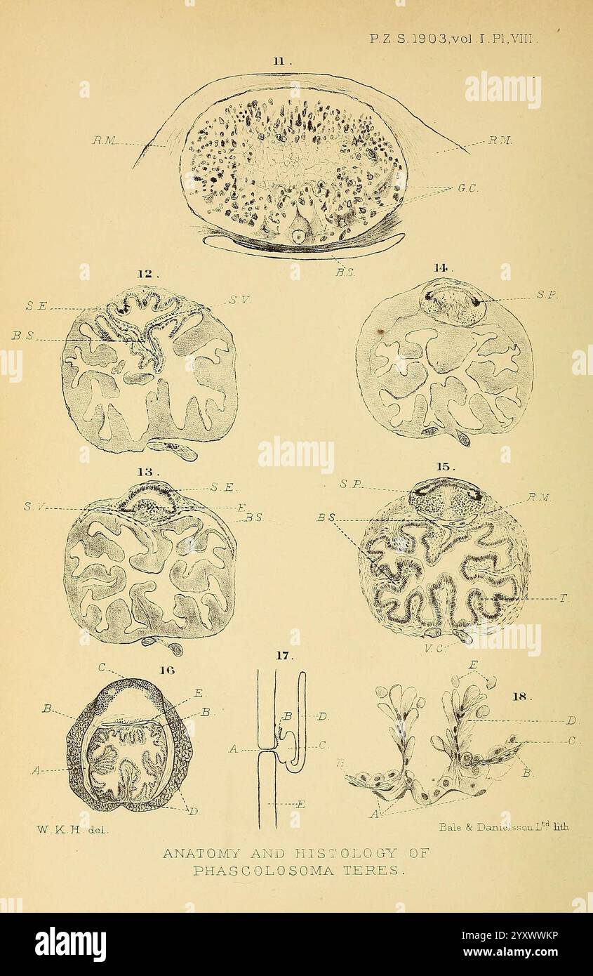 Organisms internal architecture hi-res stock photography and images - Alamy