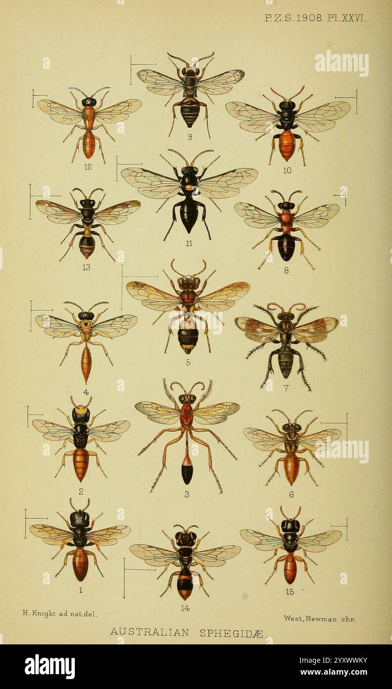 Australian wasps belonging hi-res stock photography and images - Alamy