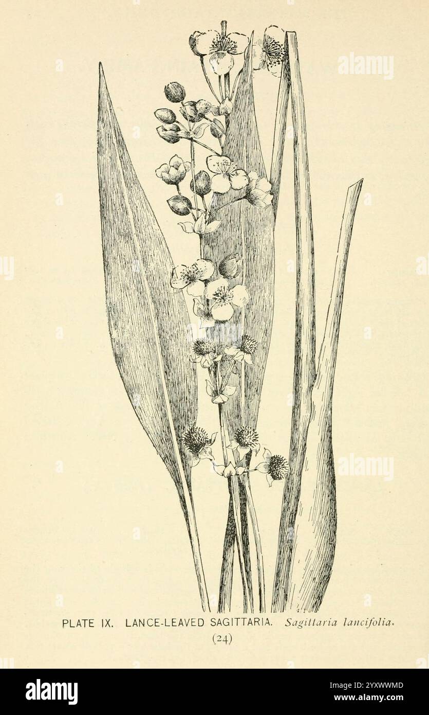 Lance leaved sagittaria hi-res stock photography and images - Alamy